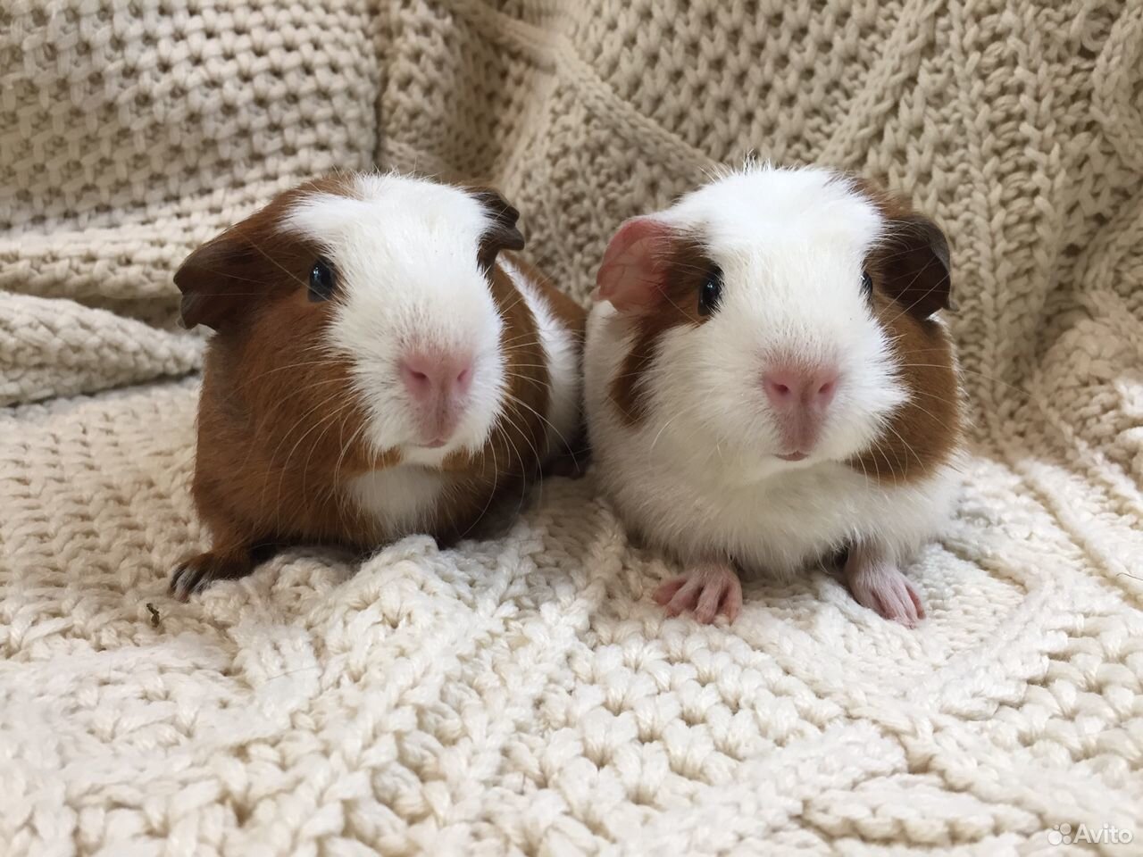 Морские свинки девчушки крестедик