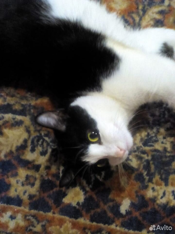 Котик Макс