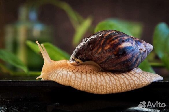 Улитка Ахатина