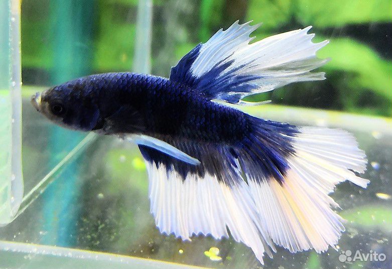 Петушки супер-дельта категории А (Betta splendens)