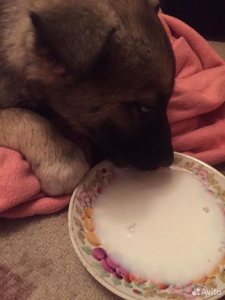 Щенок кавказца