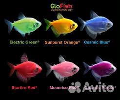 Рыба Тетра гло фиш