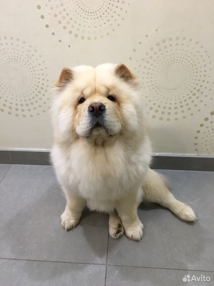 Вязка чау-чау