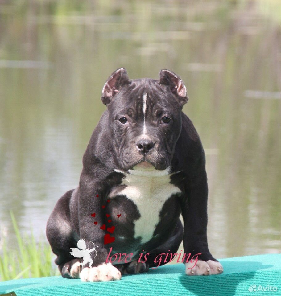 Американская буллочка покет девочка