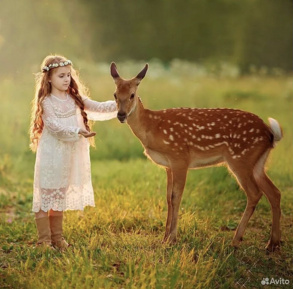 Домашний олень