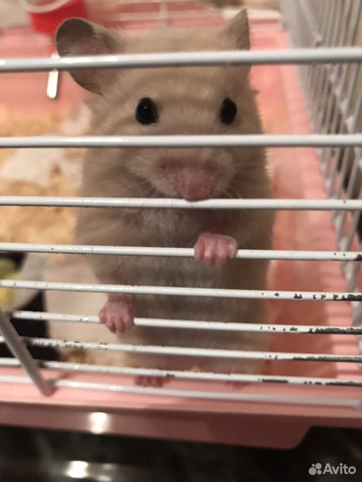 Сирийский хомяк