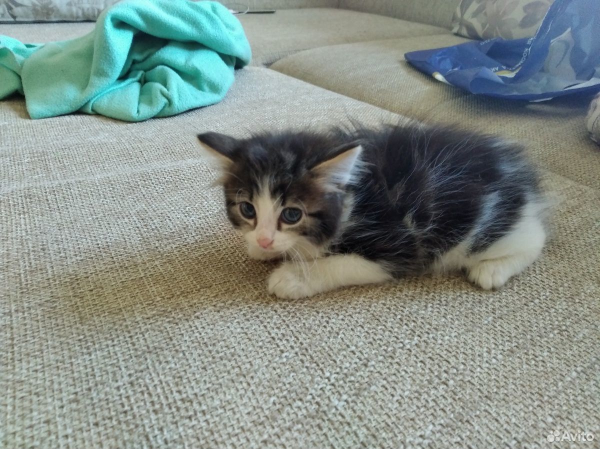 Кошка