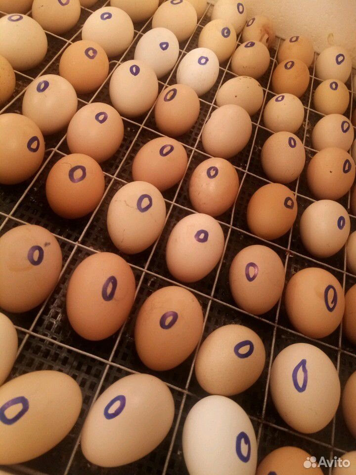 Яйцо инкубационное