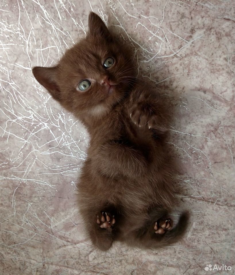 Плюшевые котята скоттиш страйт
