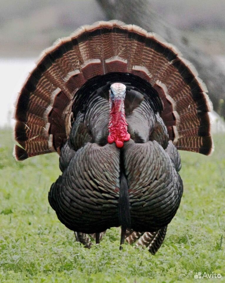 Индюшиное яйцо