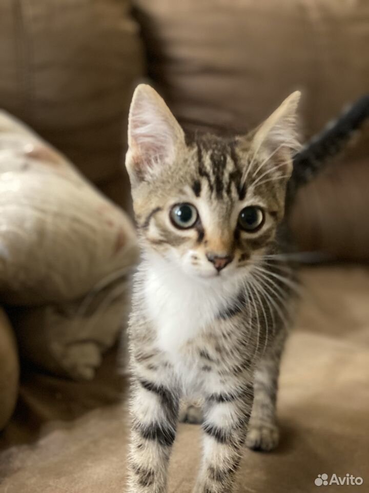 Котёнок, мальчик -2 месяца