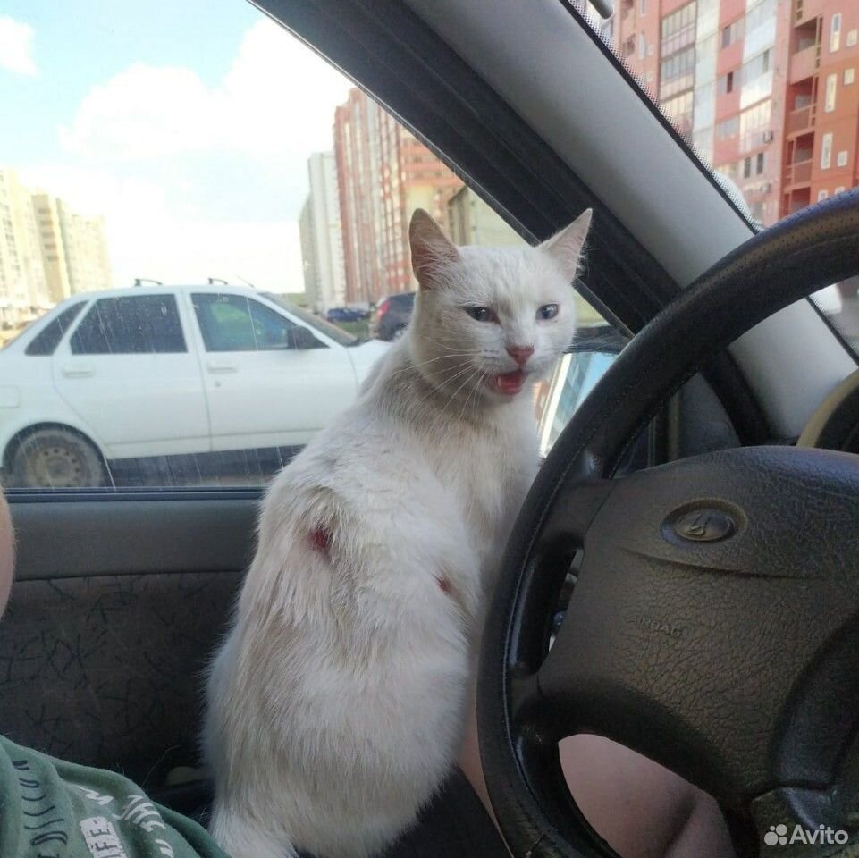 Кот Беляш