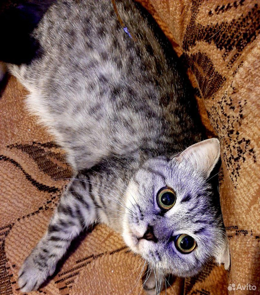 Кошка