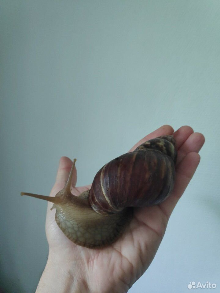 Улитки Ахатины бесплатно + террариум в подарок (ср