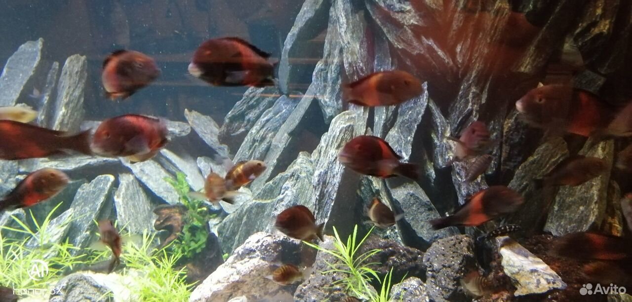 Мальки трофеусы