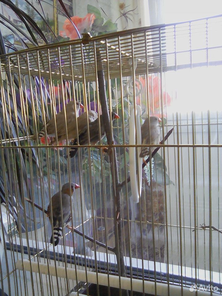Продаются декоративные птички "Амадины"