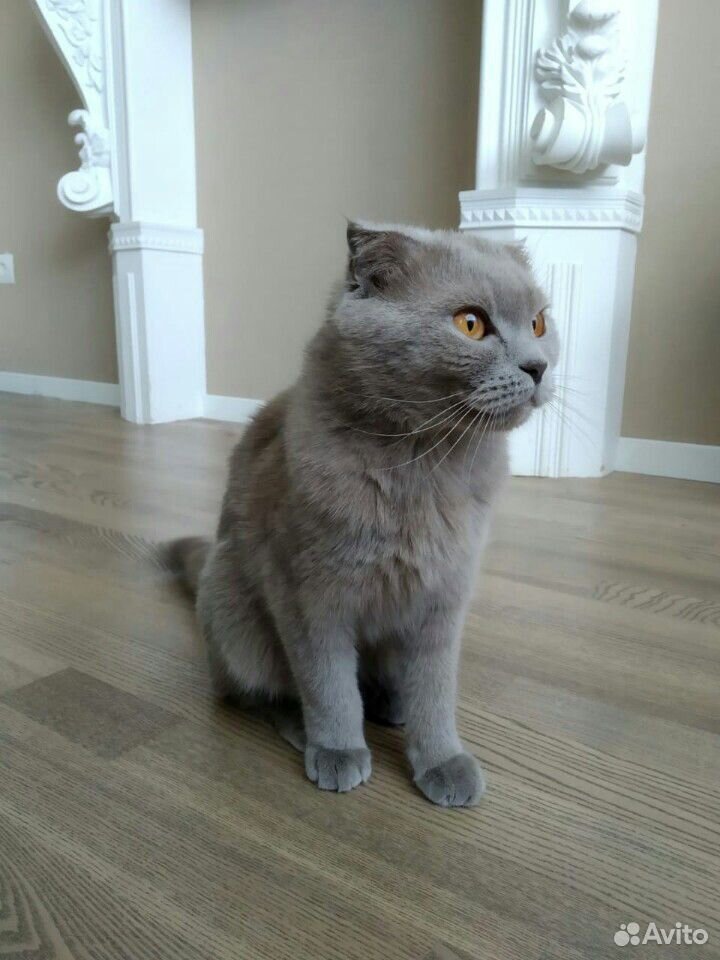 Люсинда в добрые руки