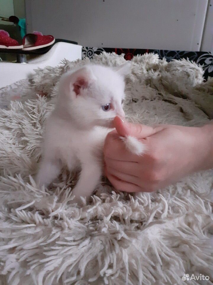 Турецкая ангора