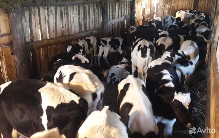 Бычки.Телята