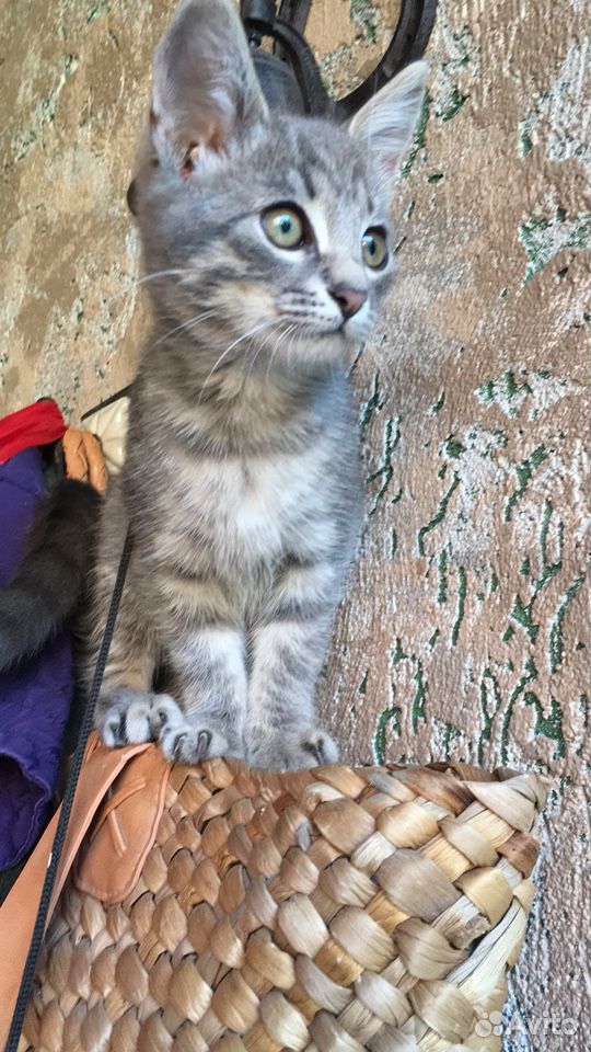 Серая в полоску и в пятнышко