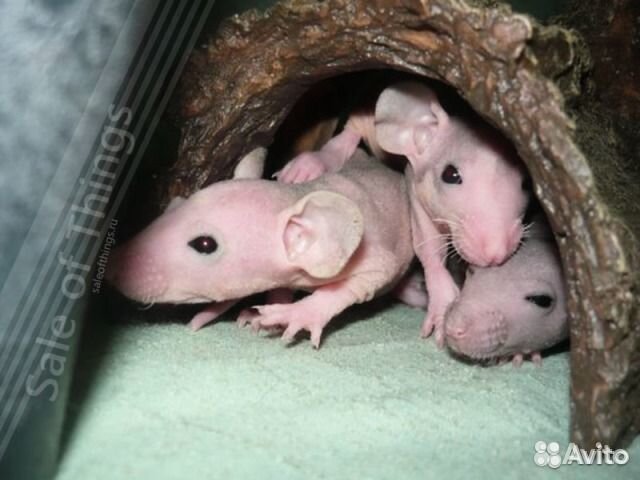 Голые крыски Дамба