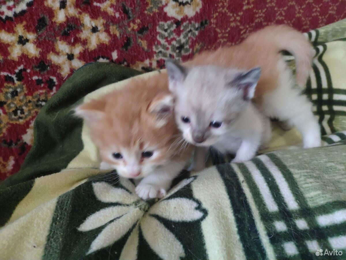 Котята в поисках семьи