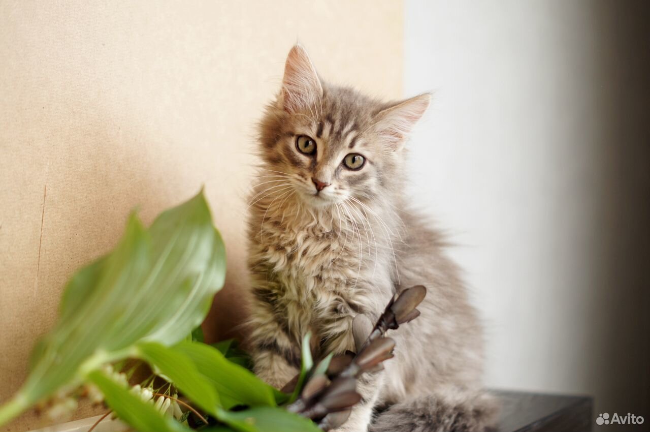 Котенок Пьер в добрые руки