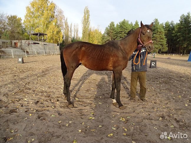Жеребец ч/к английской породы
