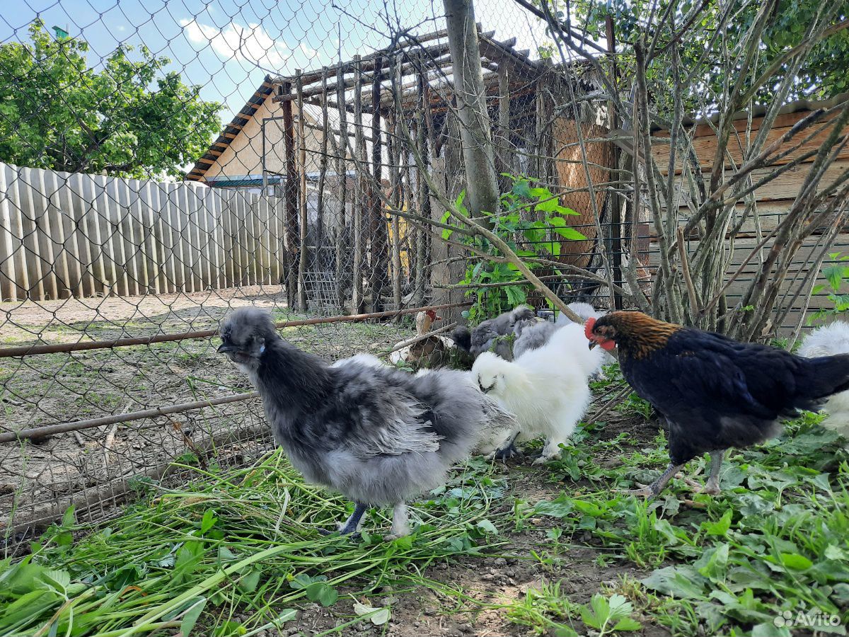 Шелковые петушки