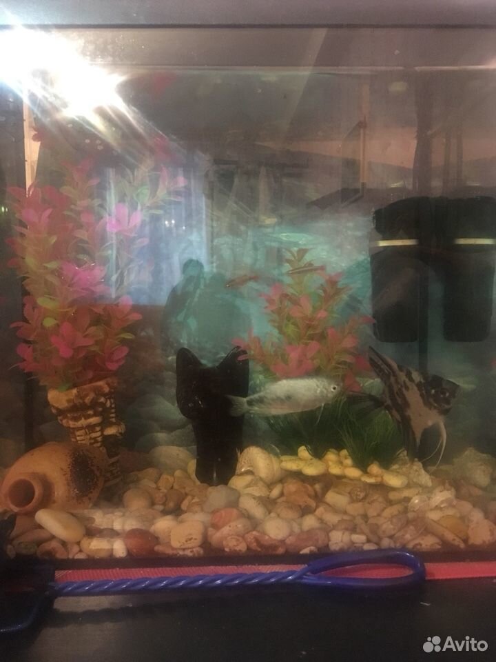Аквариум с рыбками