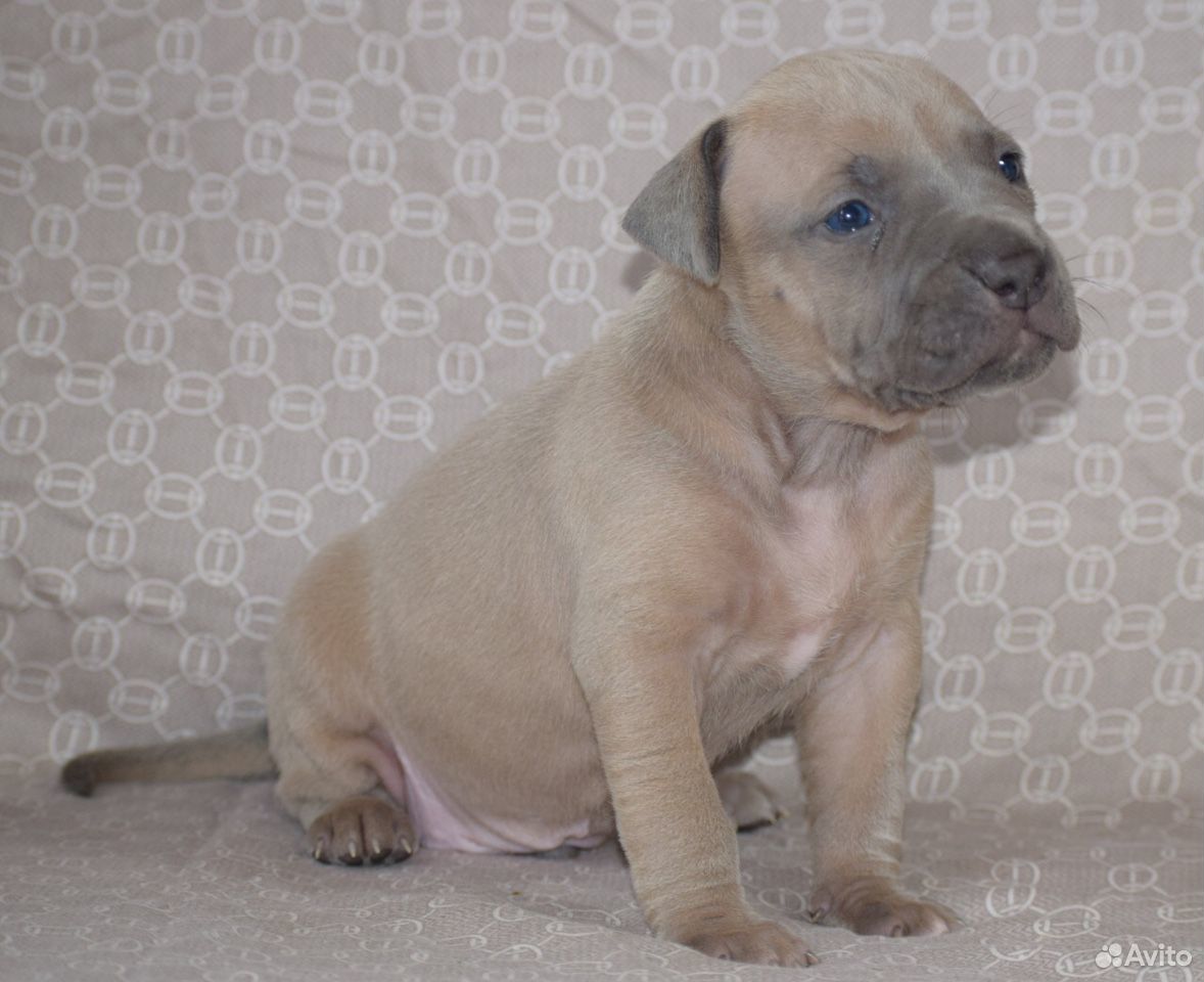 Кобель прайтера