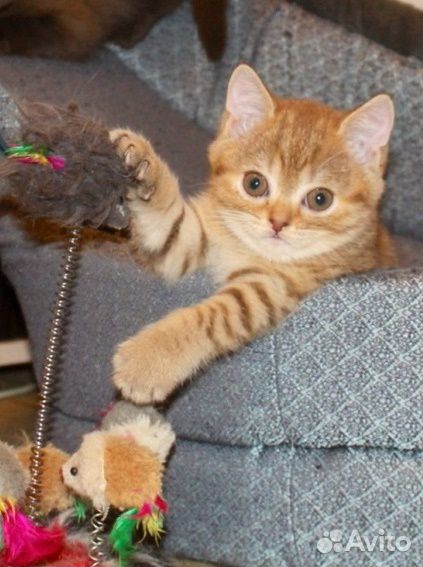 Британец красный мрамор Коннор