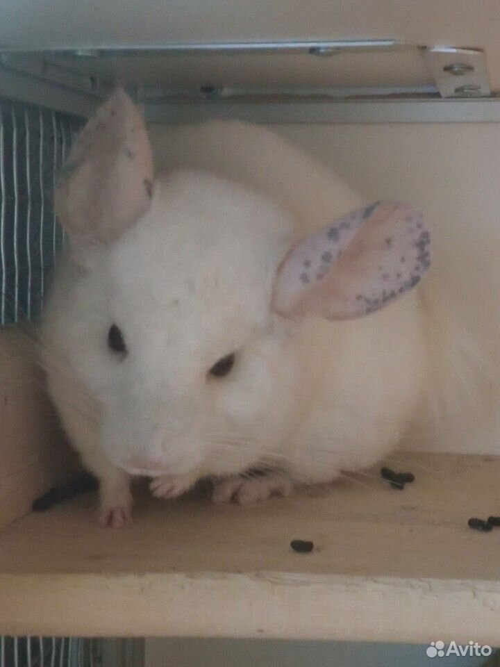 Шиншилла