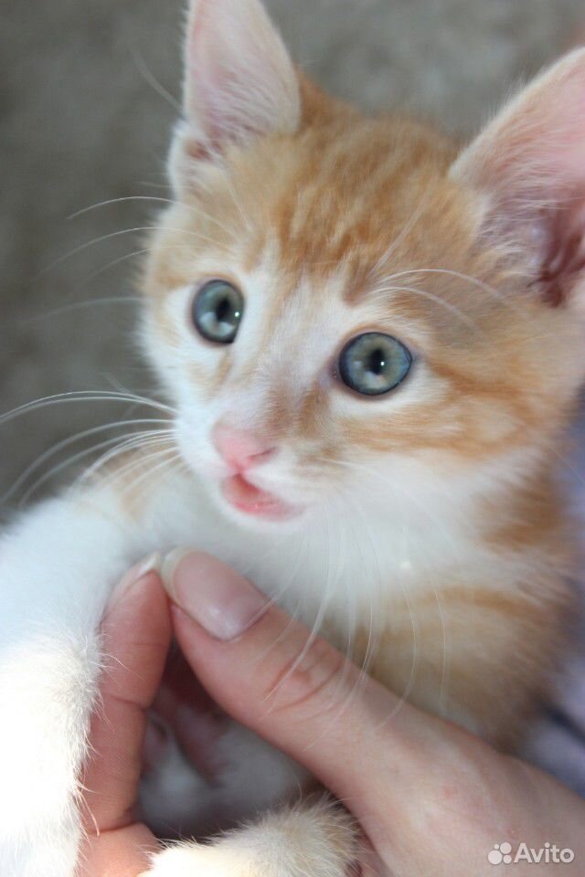 Николясик ищет дом