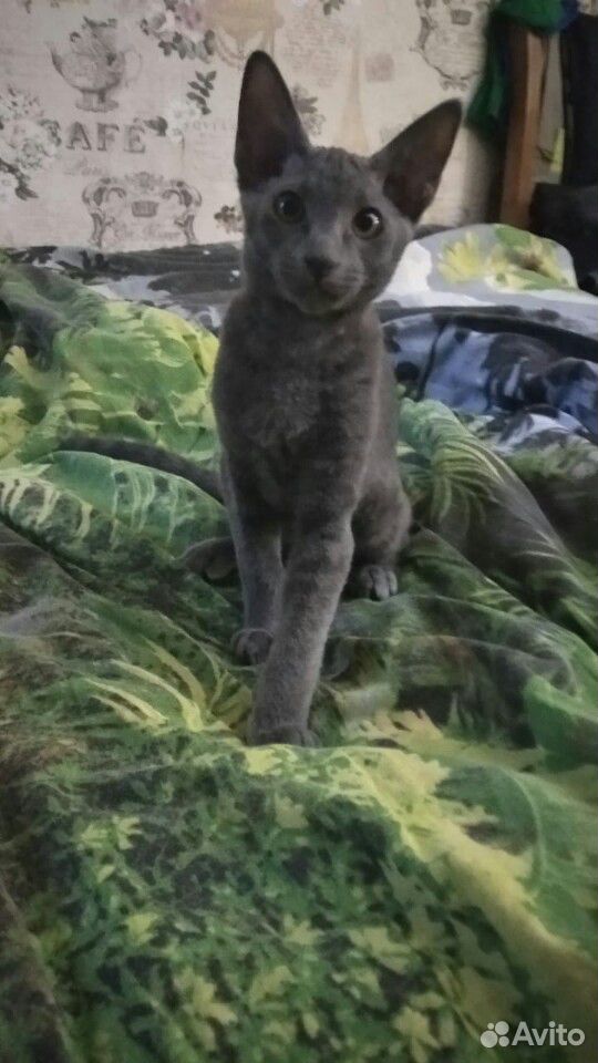 Ориентальный котенок