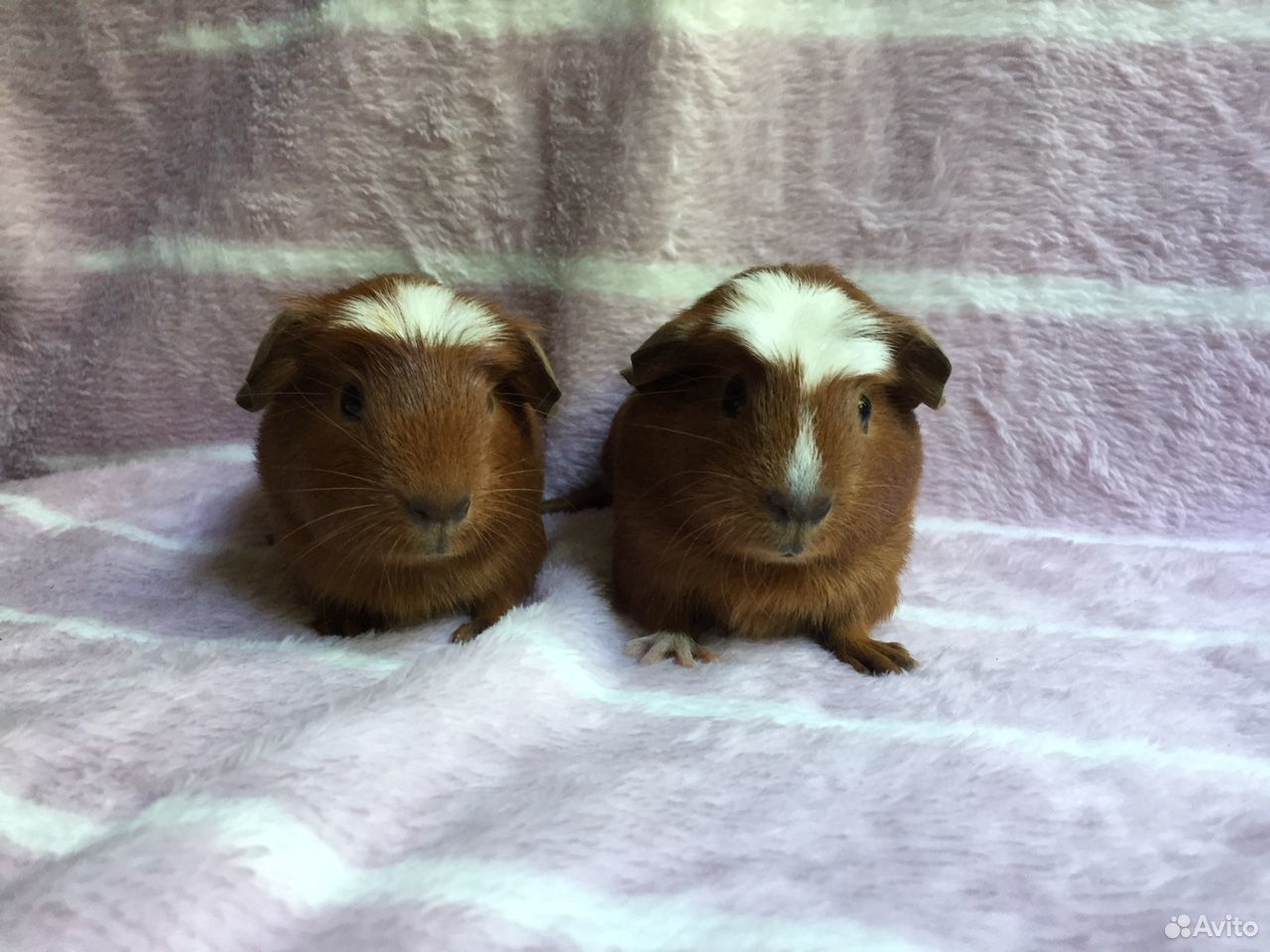 Морские свинки американский крестед девочки
