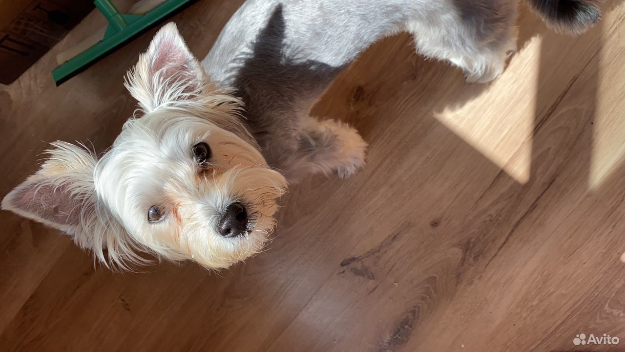 Ищем девочку