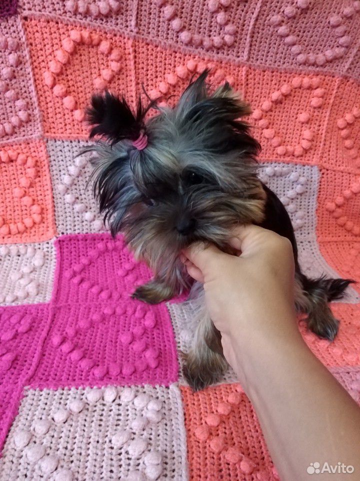 Йоршерский терьер