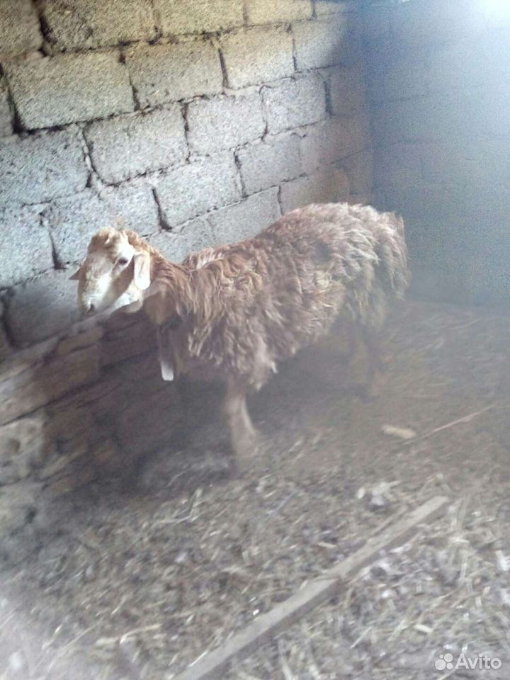 Бараны и коровы