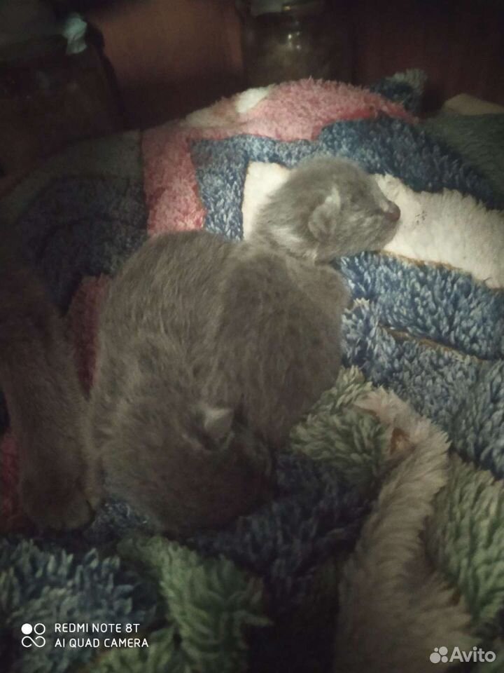 Русские голубые котята