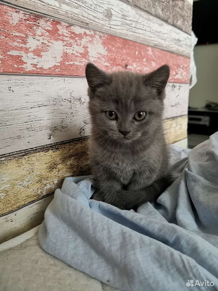 Шотландская