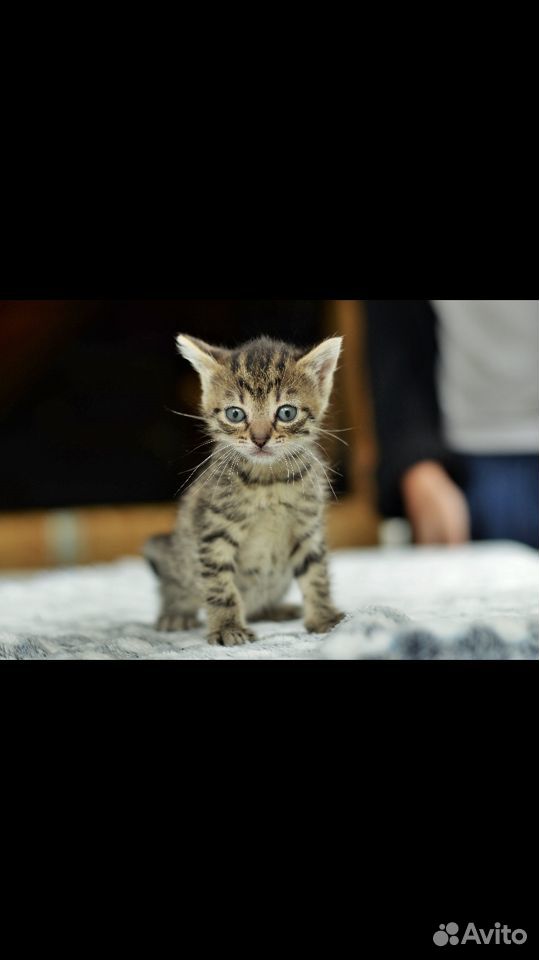 Котята в дар в ответственные руки