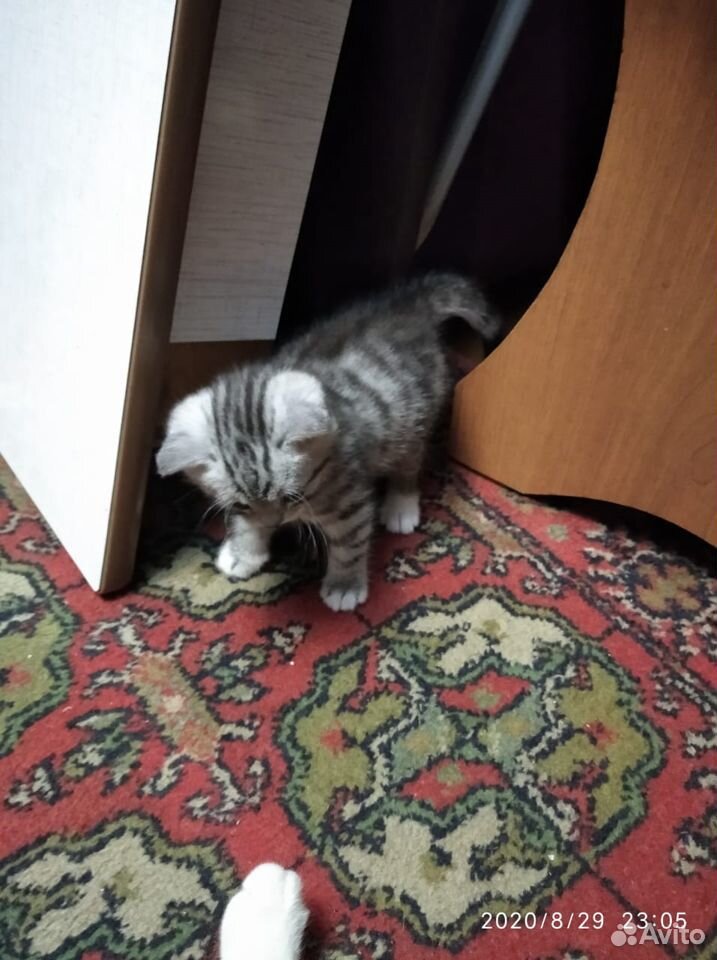 Кошечка-милаха