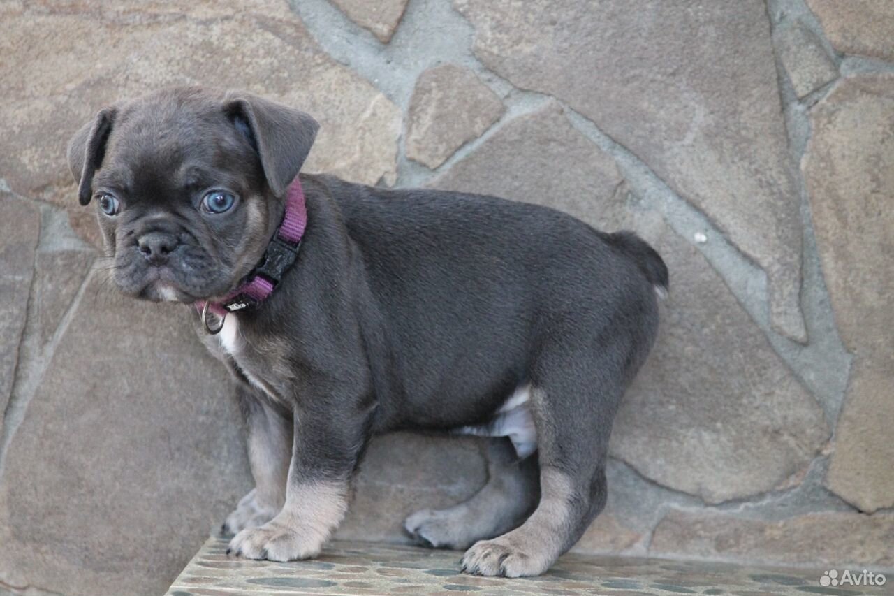 Француз - голубоглазый мальчуган