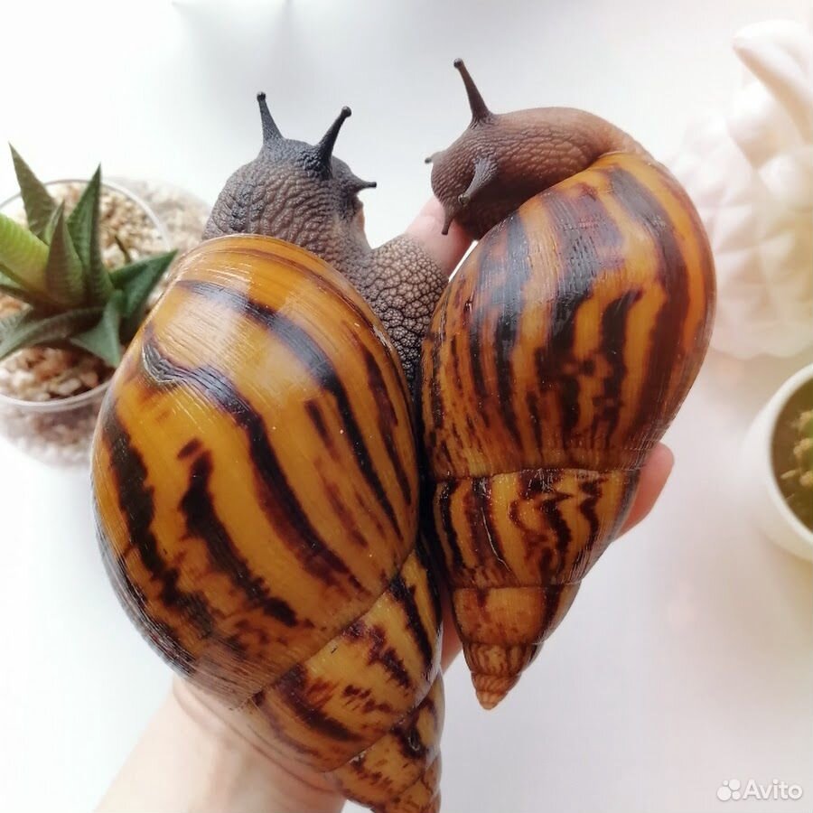 Улитки ахатина гиганская