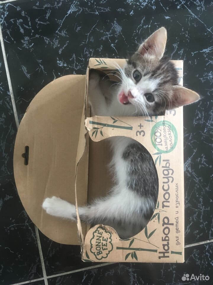 Котята-очаровашки