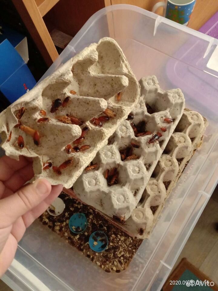 Туркменские тараканы ферма