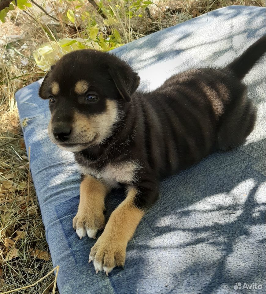 Шарпеевидные мальчики - в добрые руки