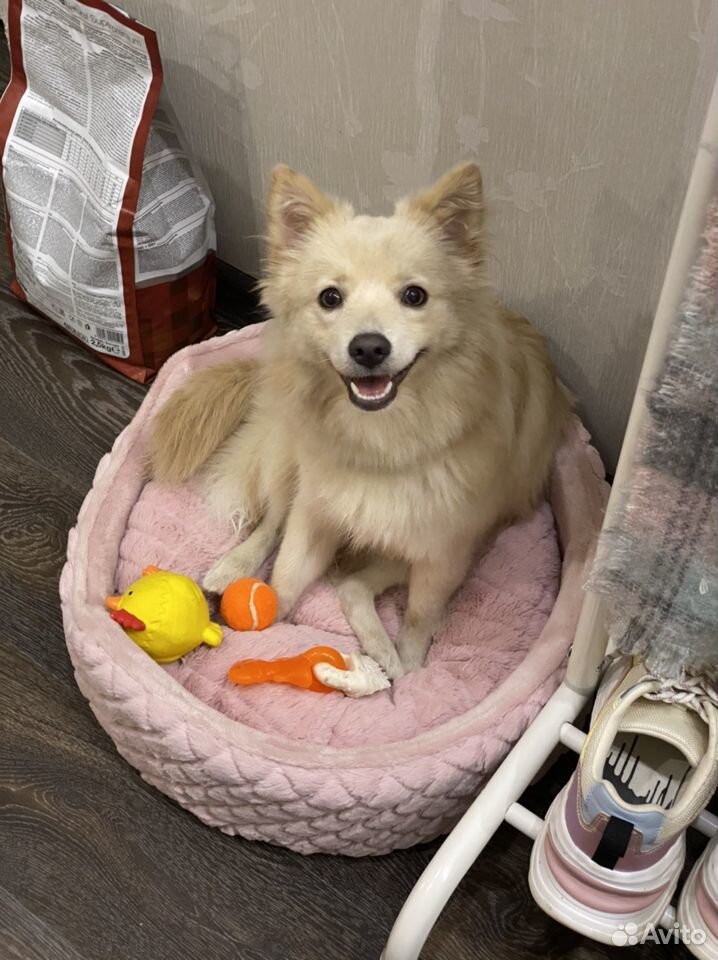 Девочка Моника