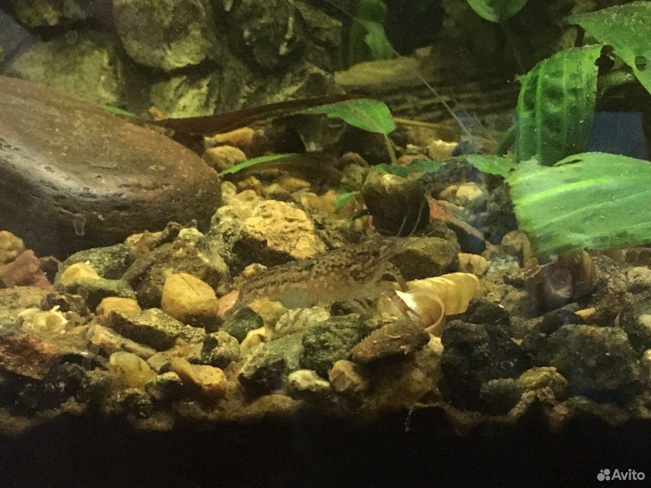 Мраморные раки